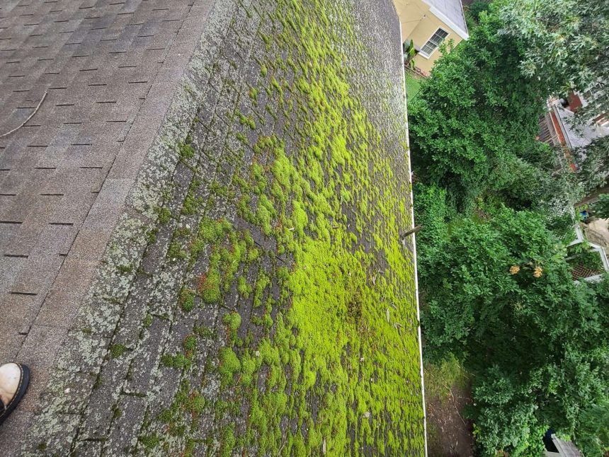 What is Lichen? – Roof Cleaning Falls Church VA