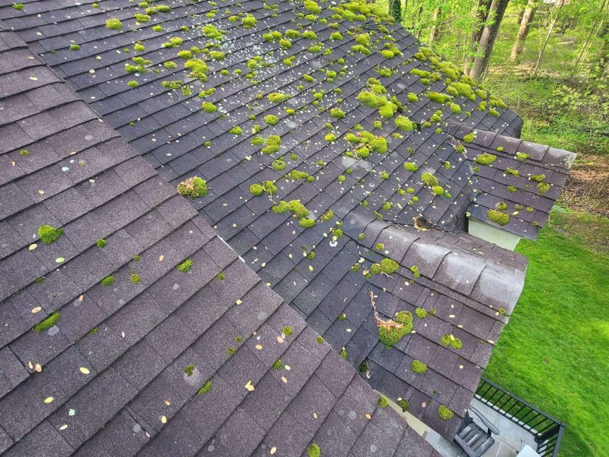Top Reasons to Remove Moss from Your Roof | Roof Cleaning Falls Church VA